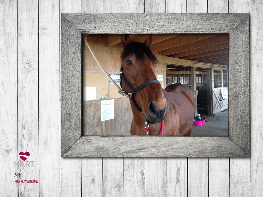 Bev, adult rider – Horse and Rider Technology